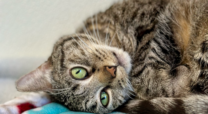 Homeless Animal Rescue Team (HART) of Maine | Kindful